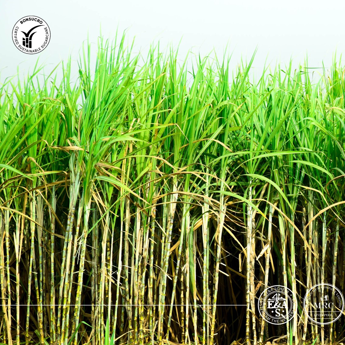 A Short Guide to Bonsucro